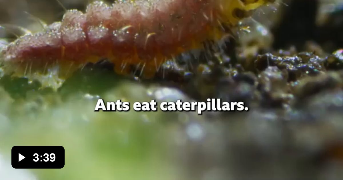 Carnivorous undercover caterpillar. - 9GAG