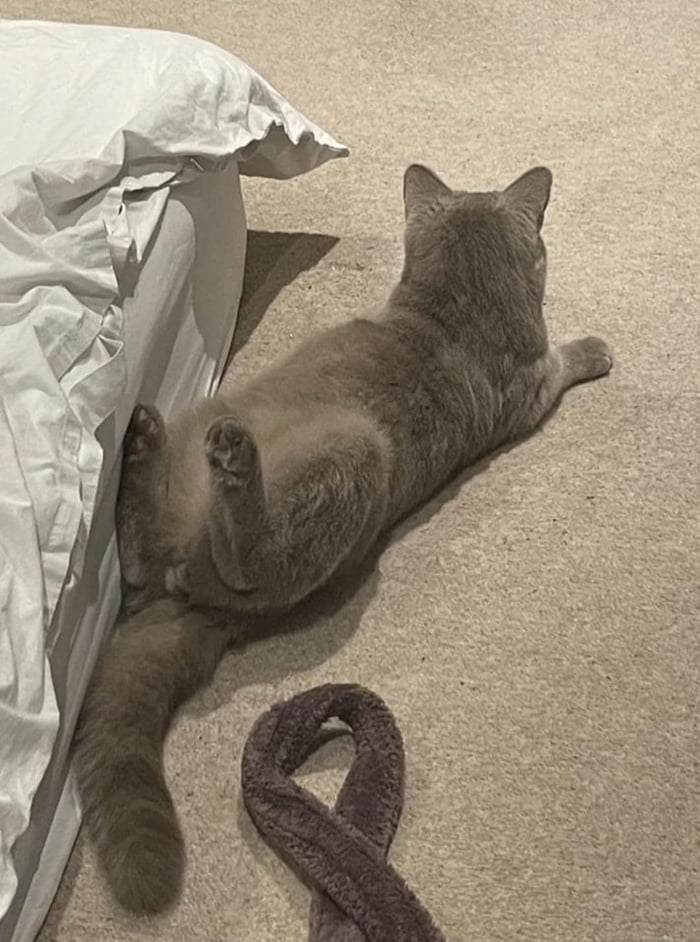 It is so important to follow the instructions correctly when assembling your cat! - 9GAG