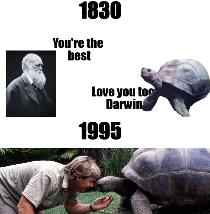Darwins Tortoise