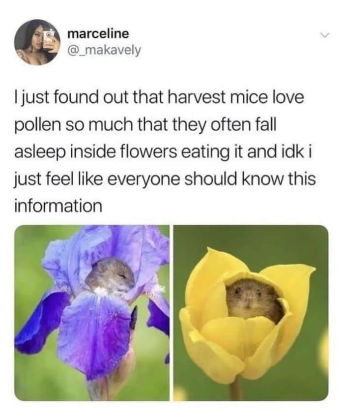 Pollen is their kryptonite. - 9GAG