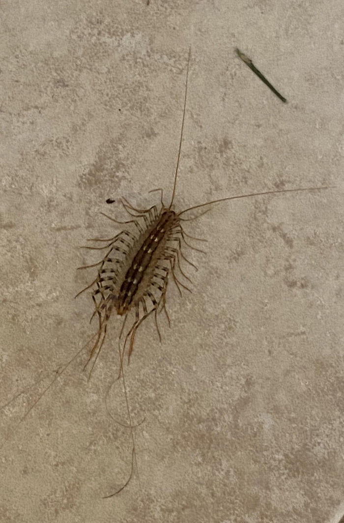 This Absolute Unit of Bug (spoilered because bug) - 9GAG