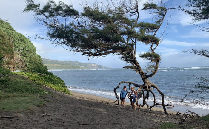 Hawaii’s Running Tree - 9GAG