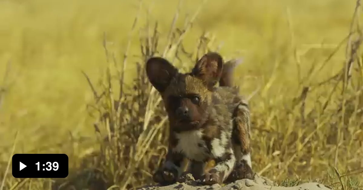 Robotic dog meets wild dogs - 9GAG