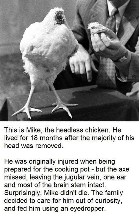 Headless Mike - 9GAG
