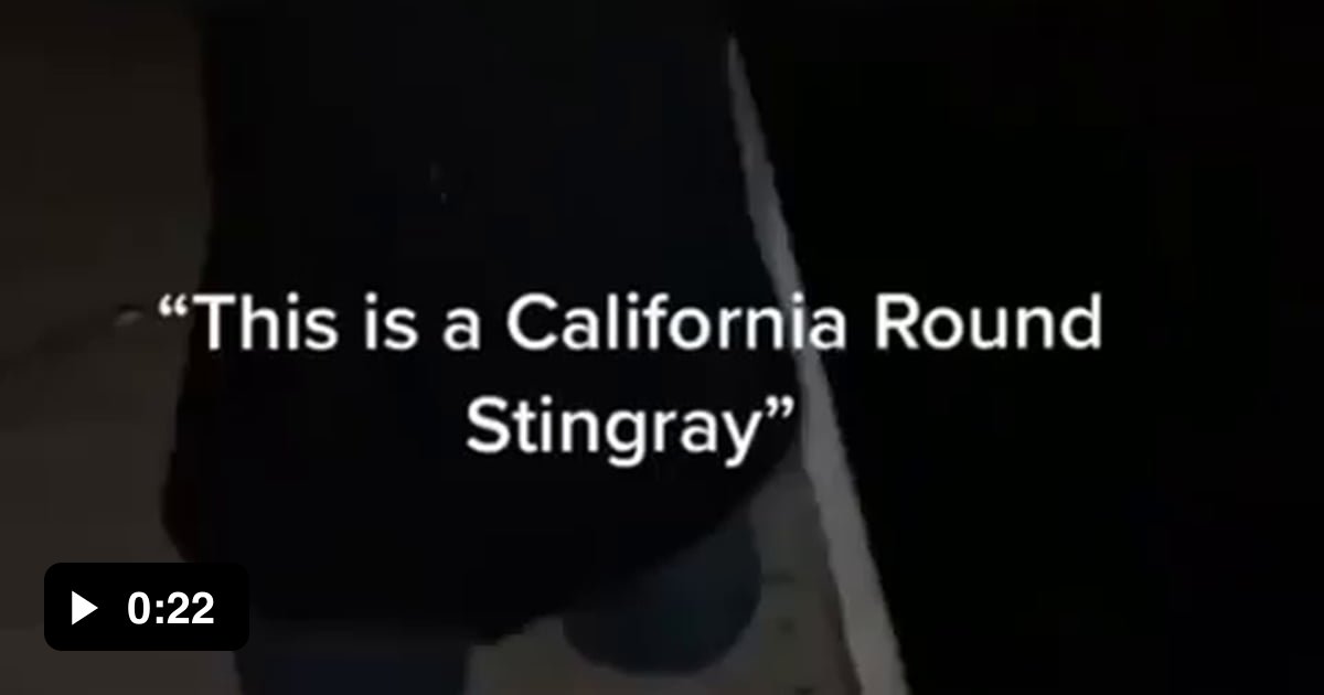 Picking up a wild California Round Stingray - 9GAG