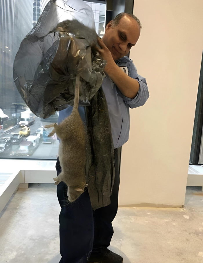Rat That Was Caught In Nyc 9gag