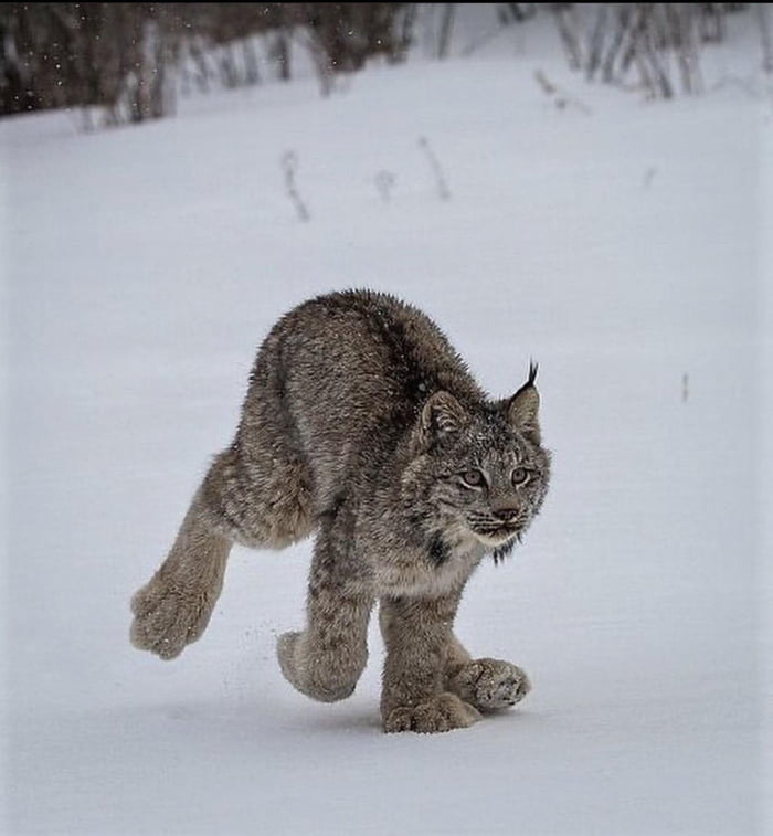 The size of the paws on this lynx - 9GAG