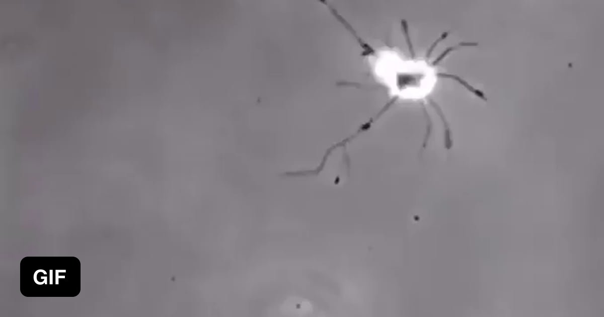 Single brain cell looking for a connection. - 9GAG