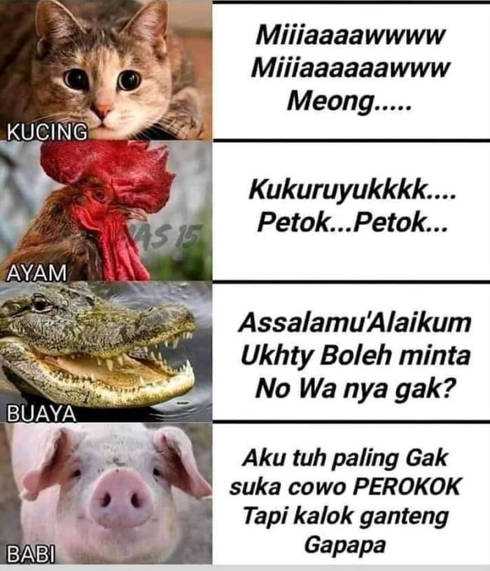 Memang icha babi - 9GAG