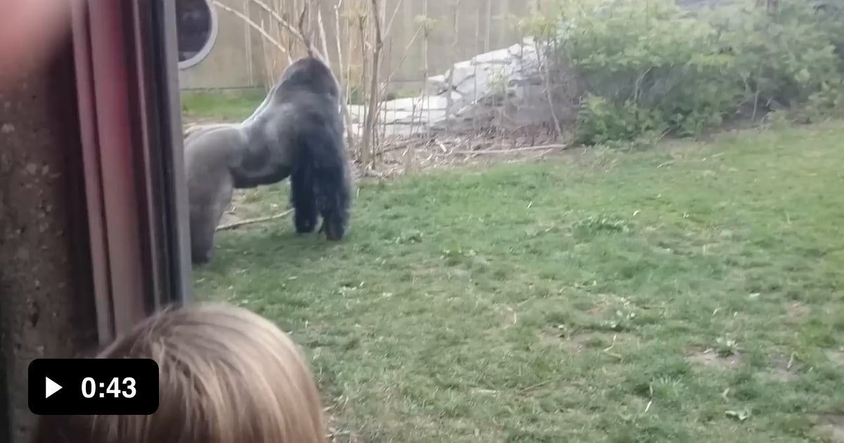 LPT: Don't taunt the gorilla - 9GAG