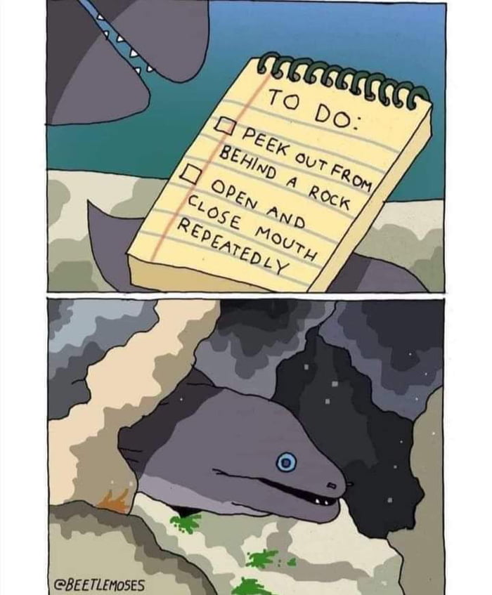 Eels looks like they know something about you - 9GAG