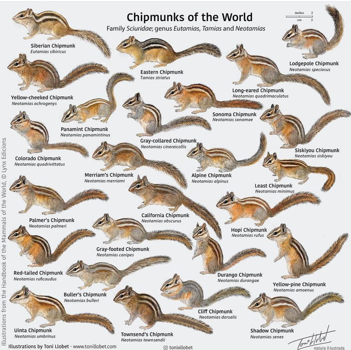 A cool guide to chipmunks - 9GAG