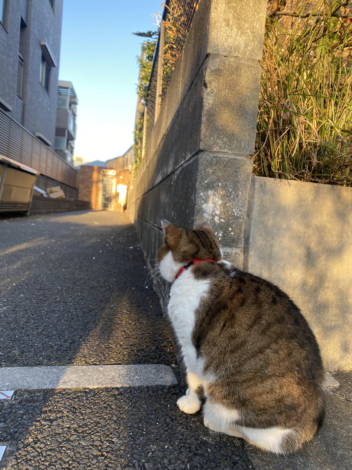 Cute fat cat in Japan! - 9GAG