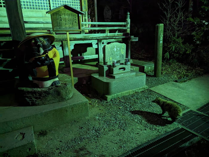 Tanuki statue and real tanuki in Nagano Prefucture - 9GAG