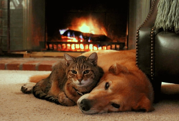 Freezing outside, toasty inside – the fluff squad knows how to Sunday. - 9GAG