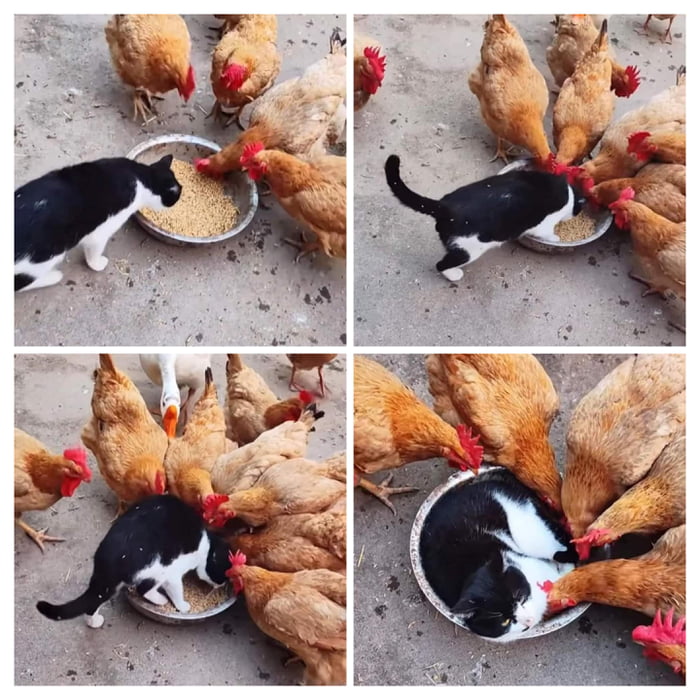 How smart is your cat? - 9GAG