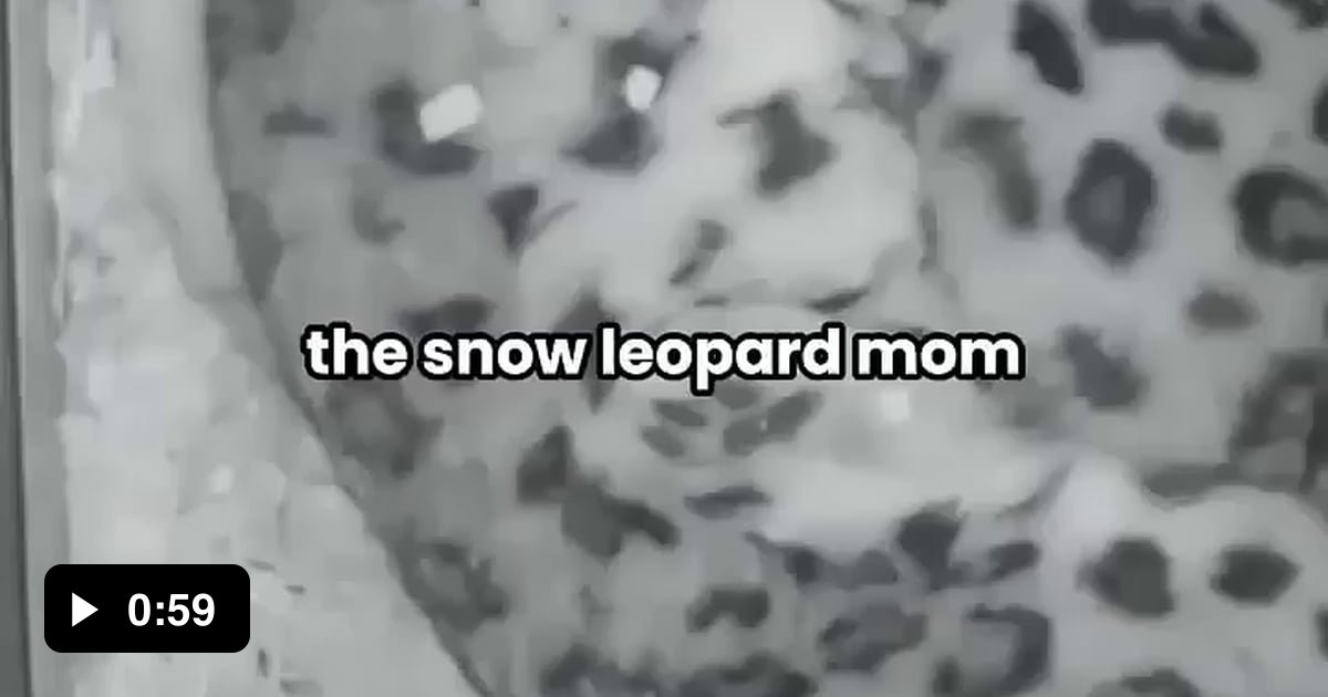 How to be a good partner ft Snow Leopards - 9GAG