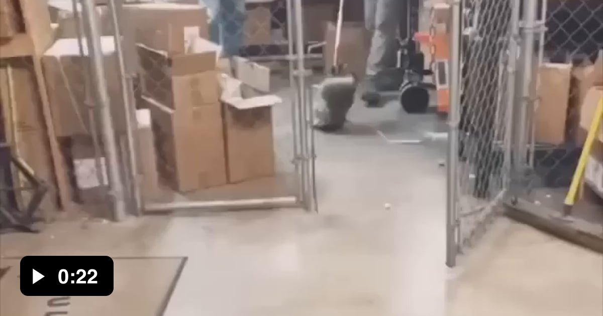 Agent Raccoon - 9GAG