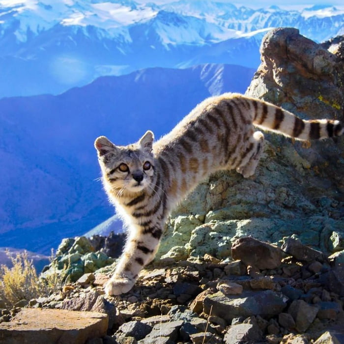 The extremely rare Andean Cat. - 9GAG