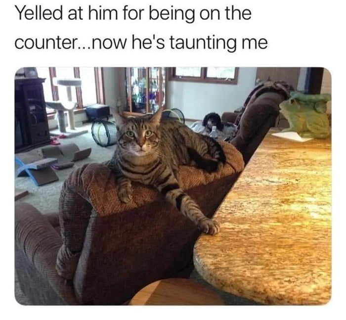 Catto doing catto things - 9GAG