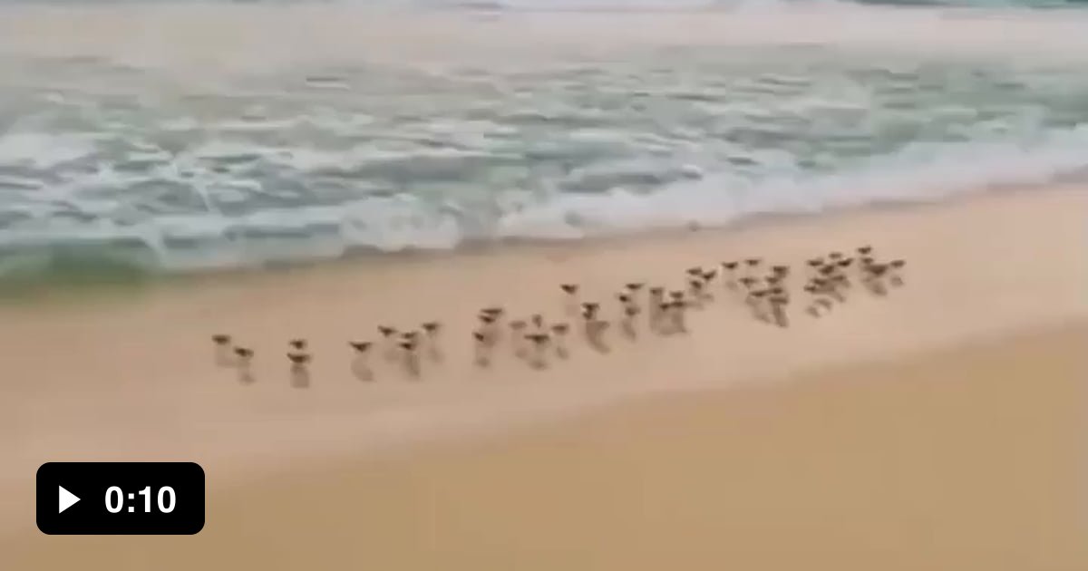 They tease the sea - 9GAG