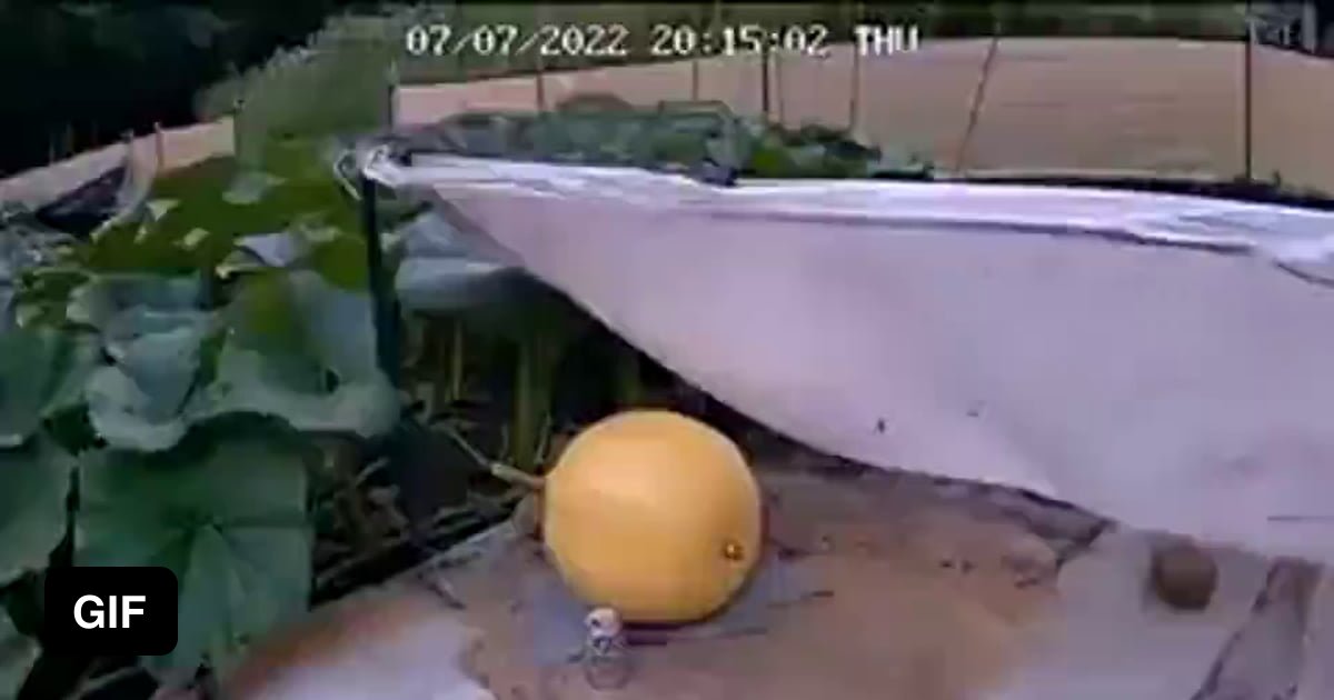 Time-lapse of my 3rd testicle growing - 9GAG