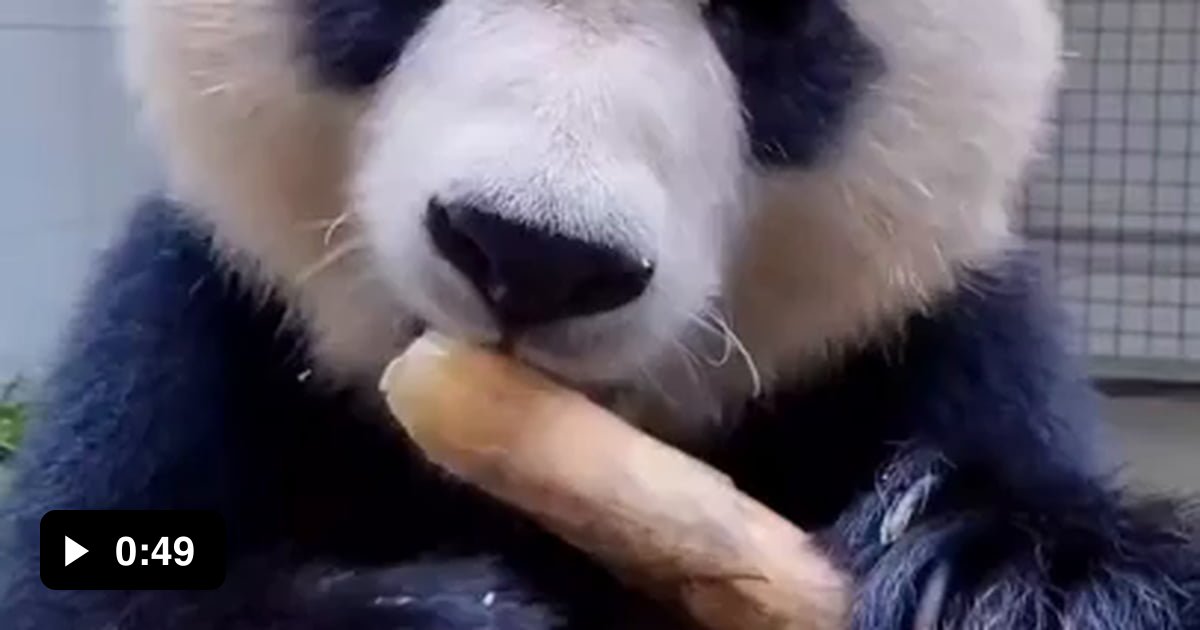 Panda munching on a bamboo shoot - 9GAG