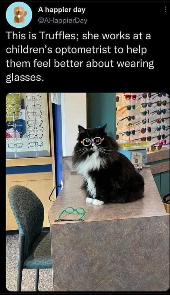 Wear glasses cat - 9GAG