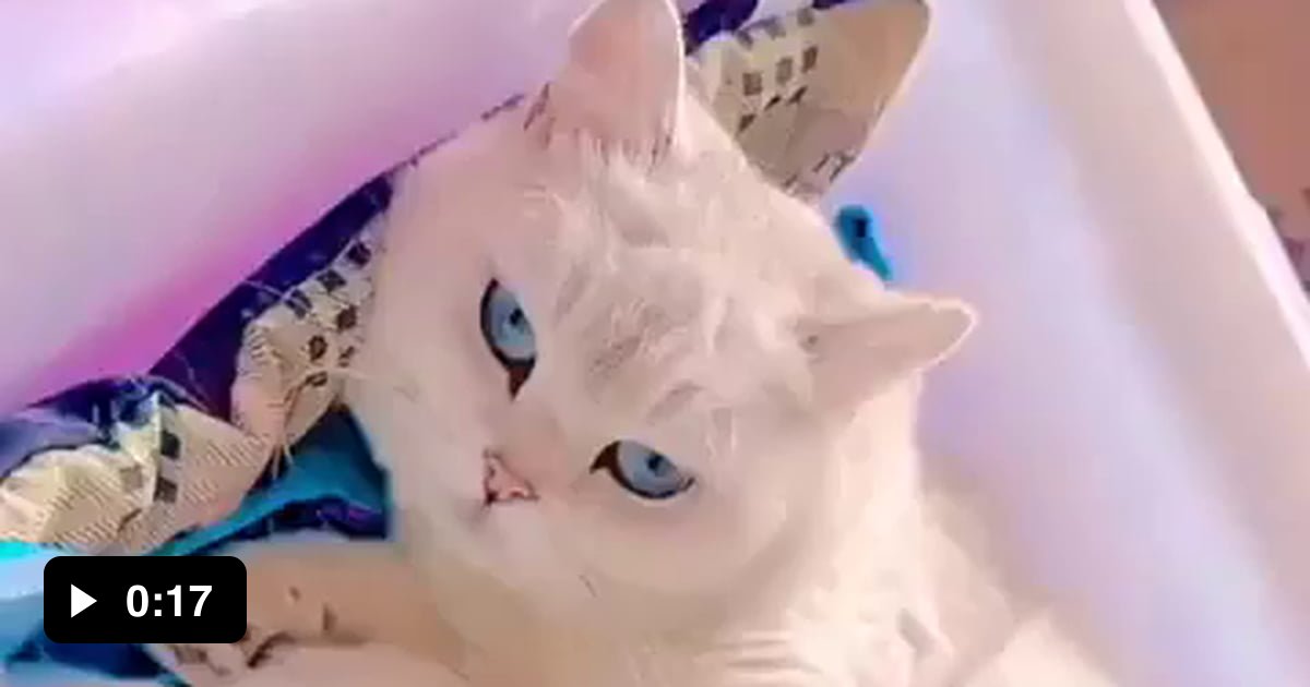 Snowy white cuteness - 9GAG