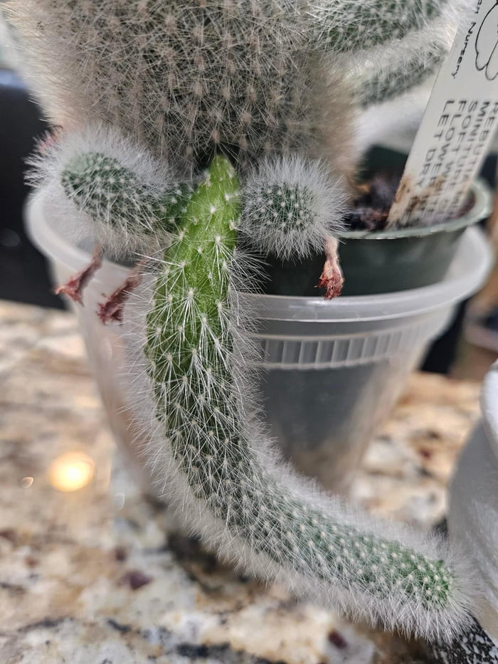 This cactus better calm down! - 9GAG