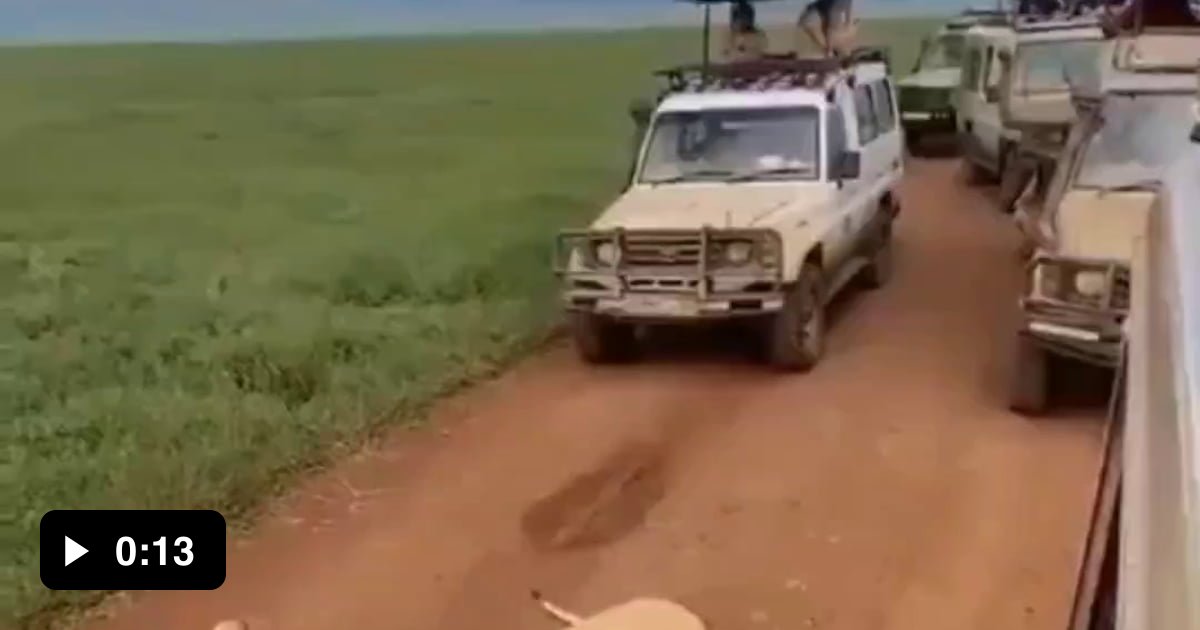 Wild animals being trolled by majestic lions on weed. - 9GAG