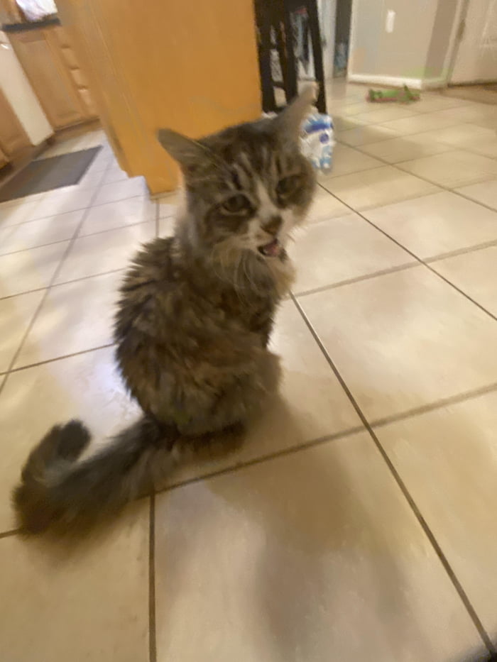 Action Shot 9gag