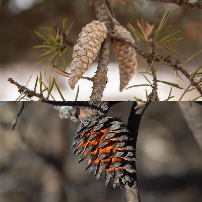 The pinecones of the Jack Pine are coated in resin and only open under ...