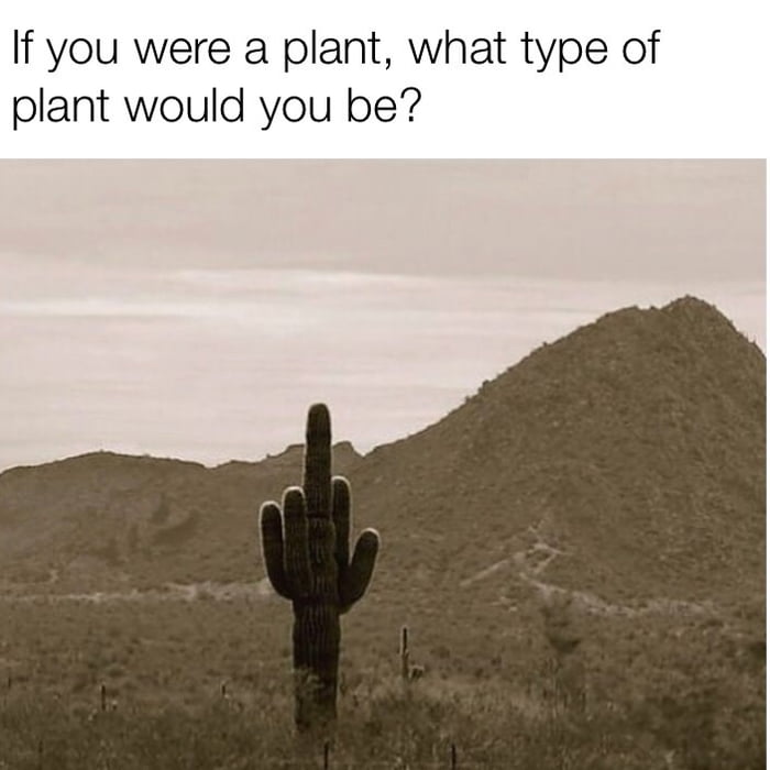 The cactus knows. - 9GAG
