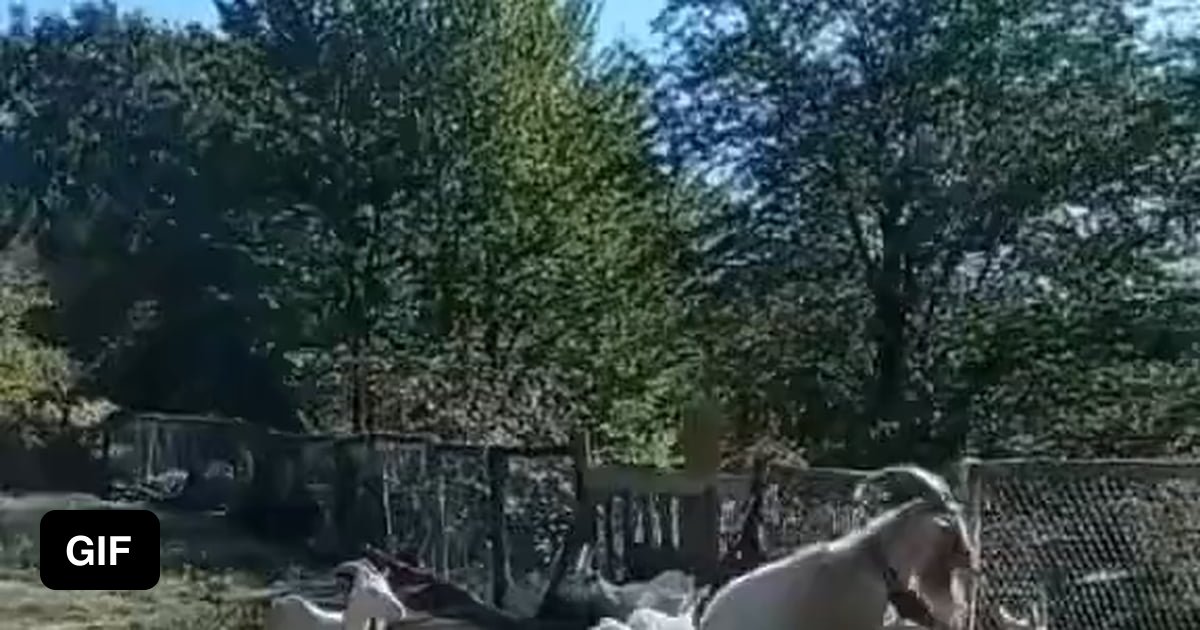 This goat - 9GAG