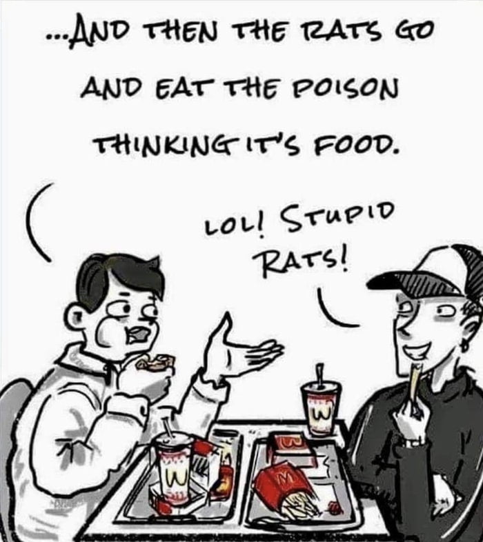 Rats: - 9GAG