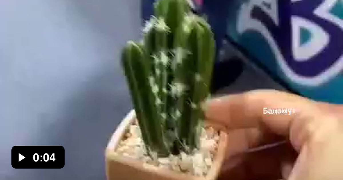 Surprise 9gag