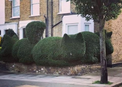 Cat hedges. - 9GAG