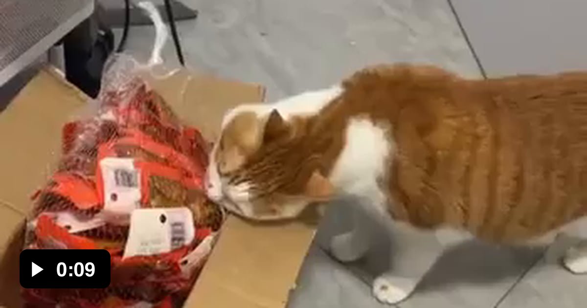 Kitty: I'm taking them all! Kitty: Dammit! - 9GAG