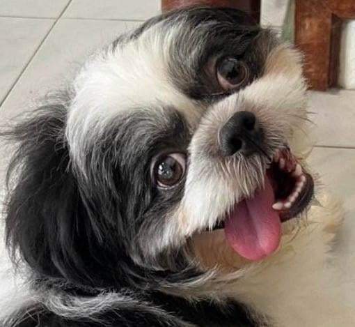 I present to you my "crackhead pupper" - 9GAG