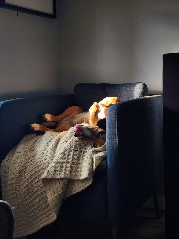 Just napping nothing to see here - 9GAG
