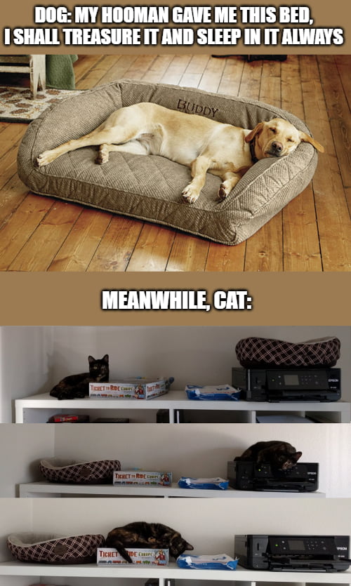 Cats v Dogs - 9GAG