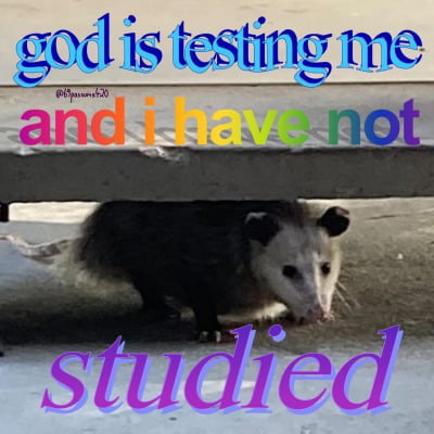 Possum is life - 9GAG