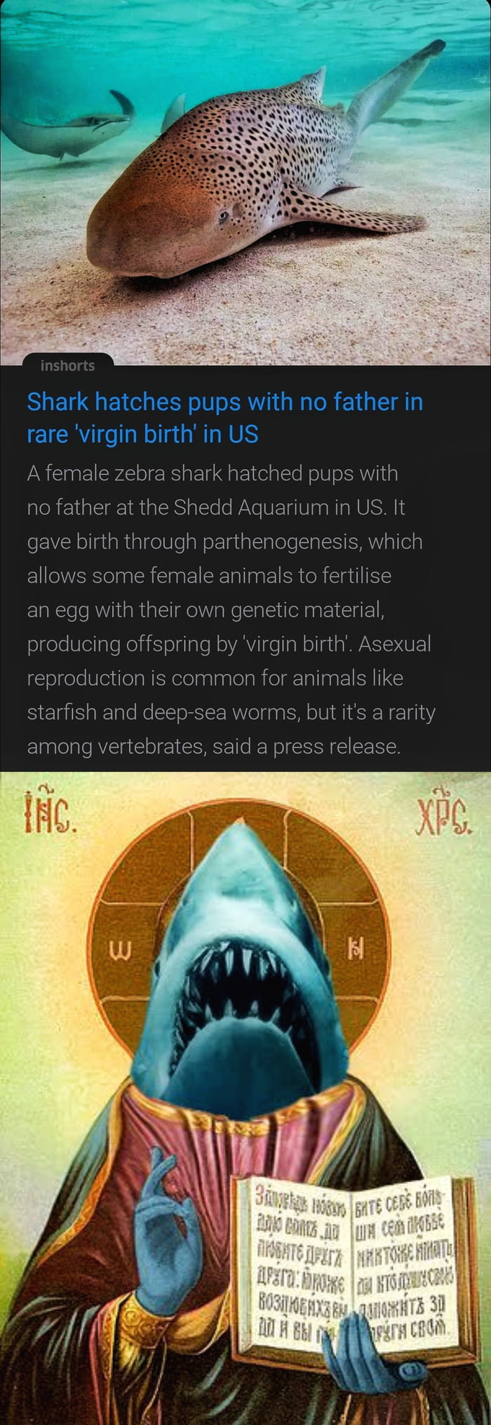 Our Lord & Savior Jesus Shark - 9GAG