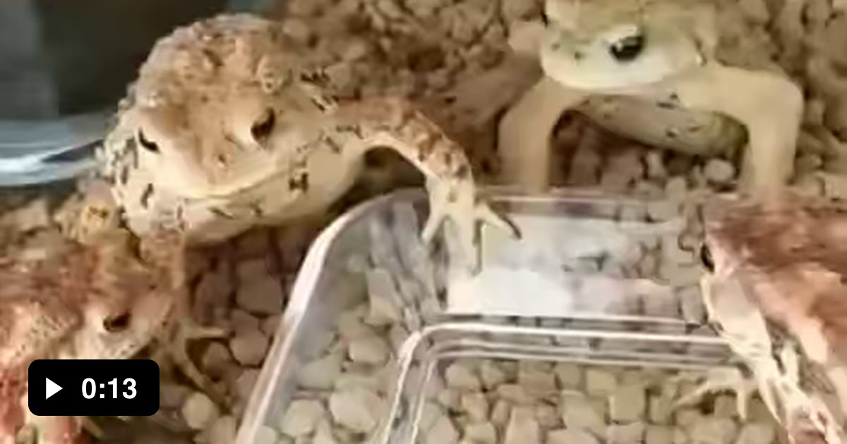 Its Wednesday My Dudes 9gag