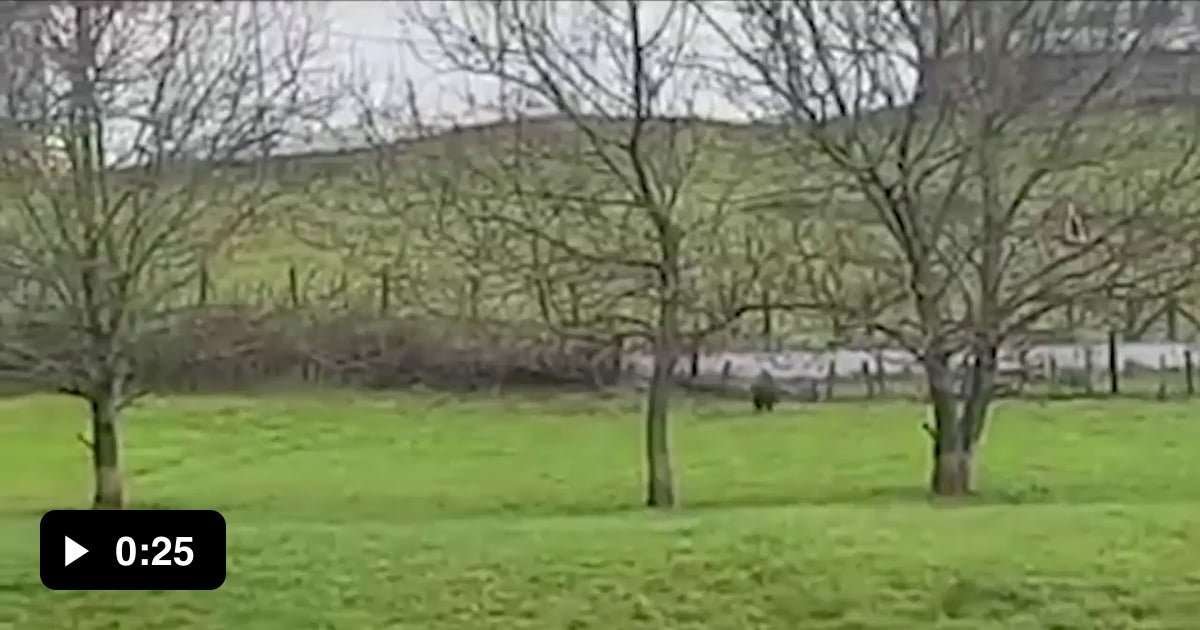 Wild boar gets hit by speeding car and walks away - 9GAG