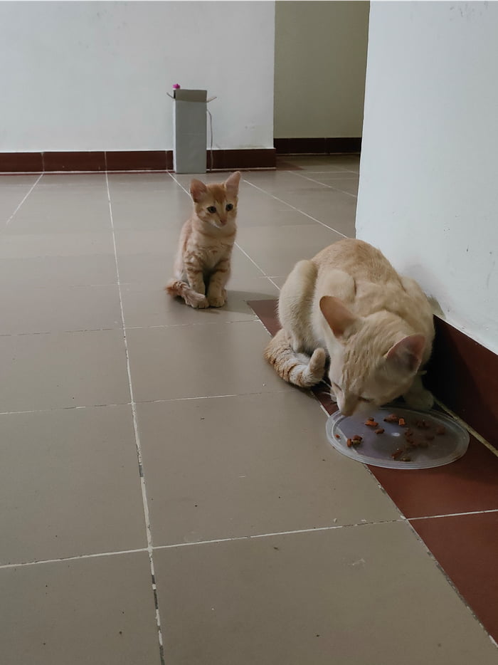 Smol And Mommy 9gag
