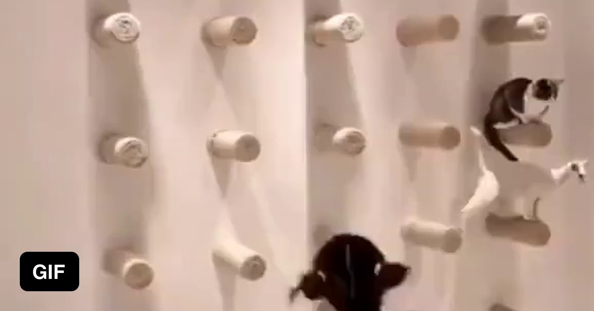 Commanding Dogs to follow orders is easy. Commanding cats? That is the ...