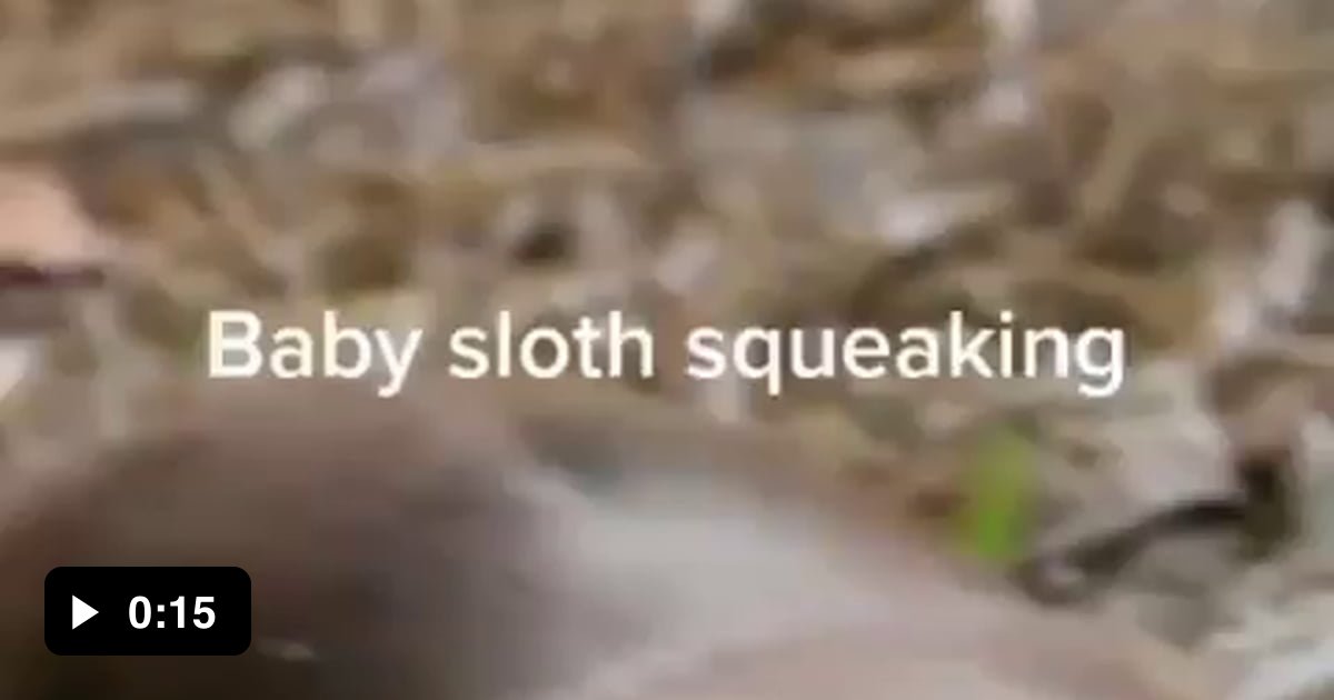 Baby sloth - 9GAG