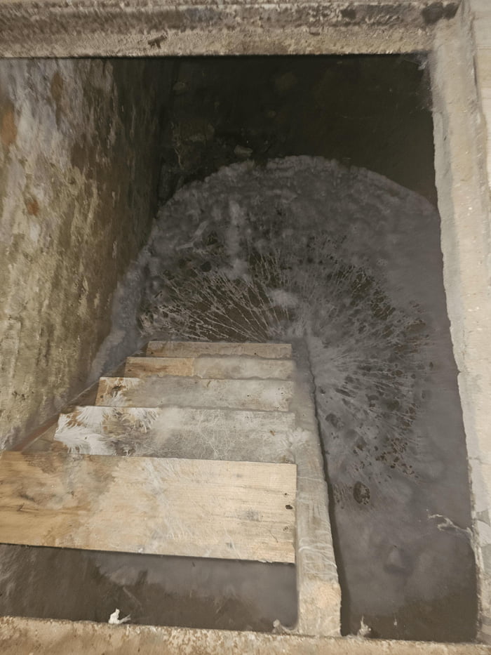 Mycelium growing in someone’s basement - 9GAG